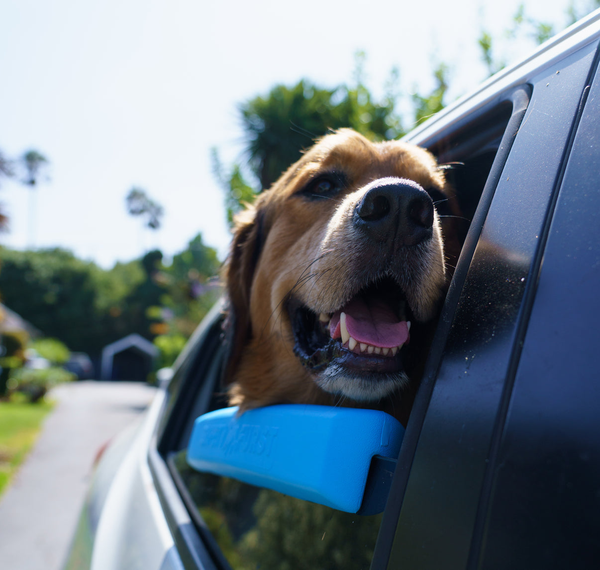 Whiffie Cushion™ - Viral Patent Pending Car Window Chin Rest For Dogs ...